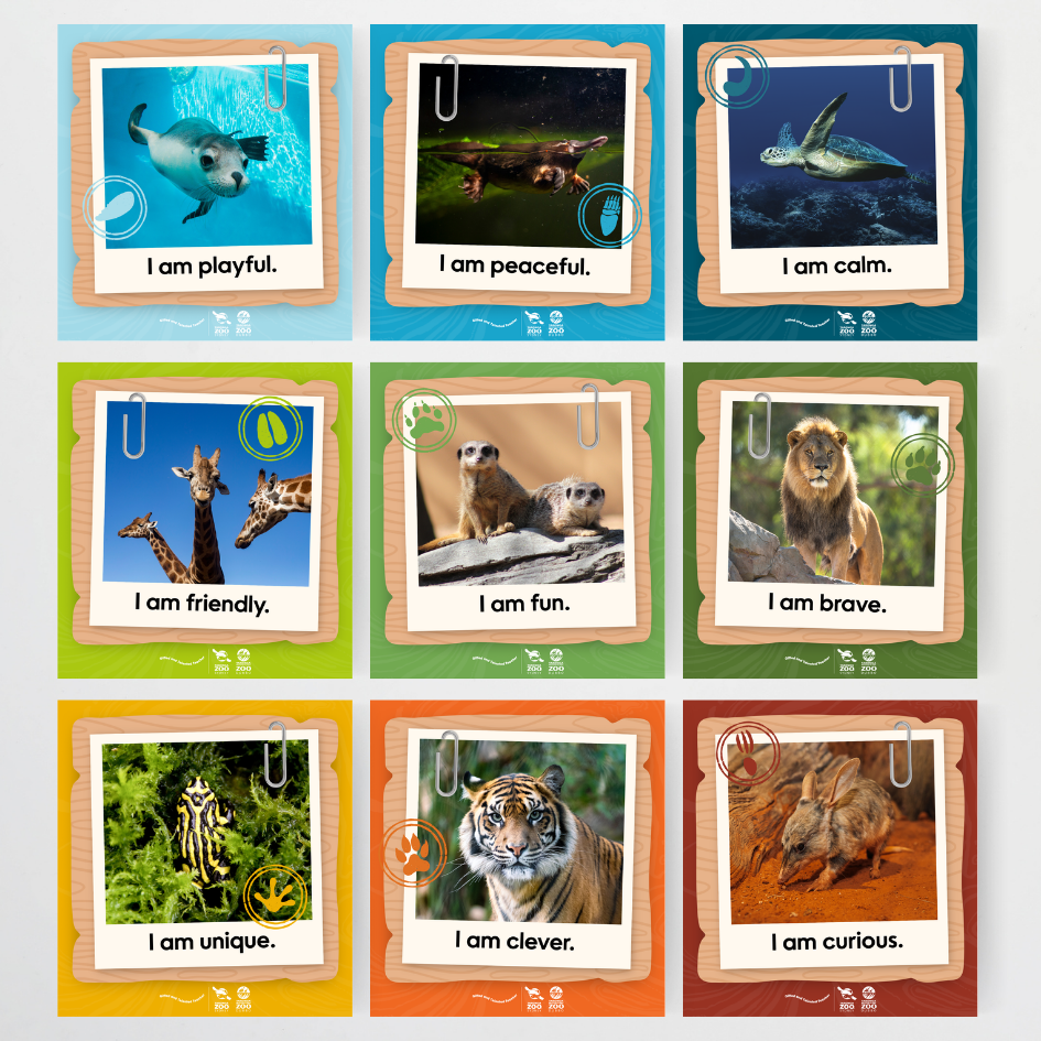 Taronga Zoo: Affirmation Station - Taronga Zoo Classroom Decor | Gifted ...